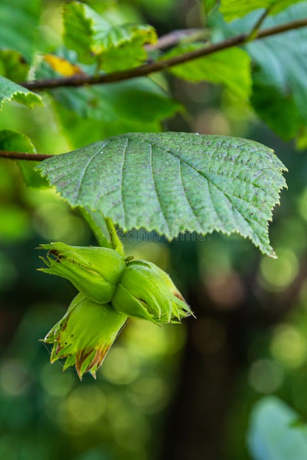Young Hazel, Green Hazelnut Nuts, Grow on a Tree Stock Photo - Image of ...