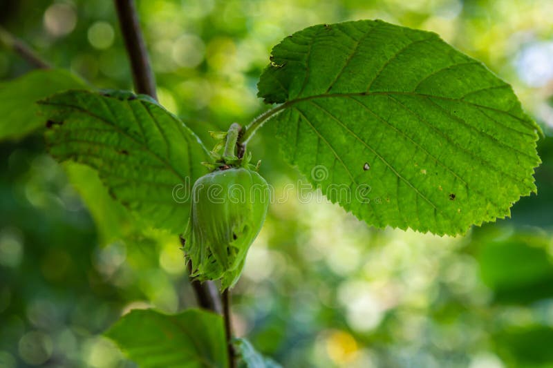 Young Hazel, Green Hazelnut Nuts, Grow on a Tree Stock Photo - Image of ...