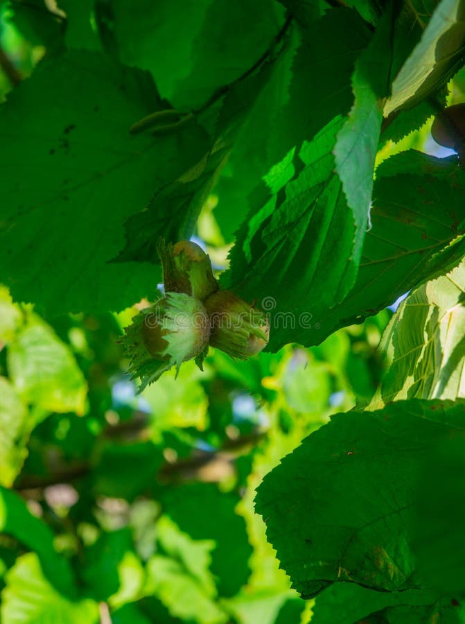 Young Hazel, Green Hazelnut Nuts, Grow on a Tree Stock Photo - Image of ...