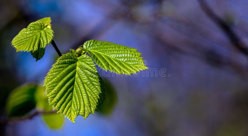 Young Hazel Leaves on a Blue Background Stock Photo - Image of nuts ...