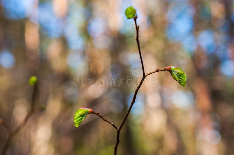Young Hazel Tree Branch Sprout with Growing Leaves in Spring Forest ...