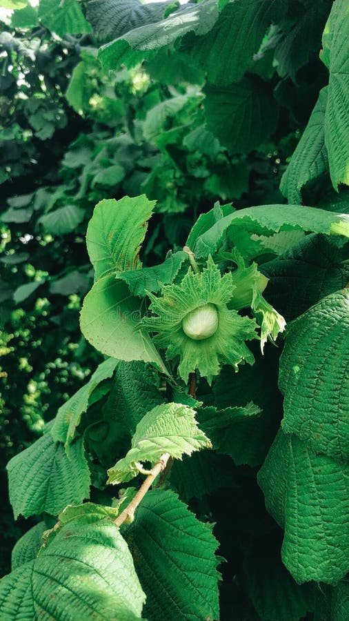 Young Hazelnut Nut in Green Leaves on a Summer Day Stock Photo - Image ...