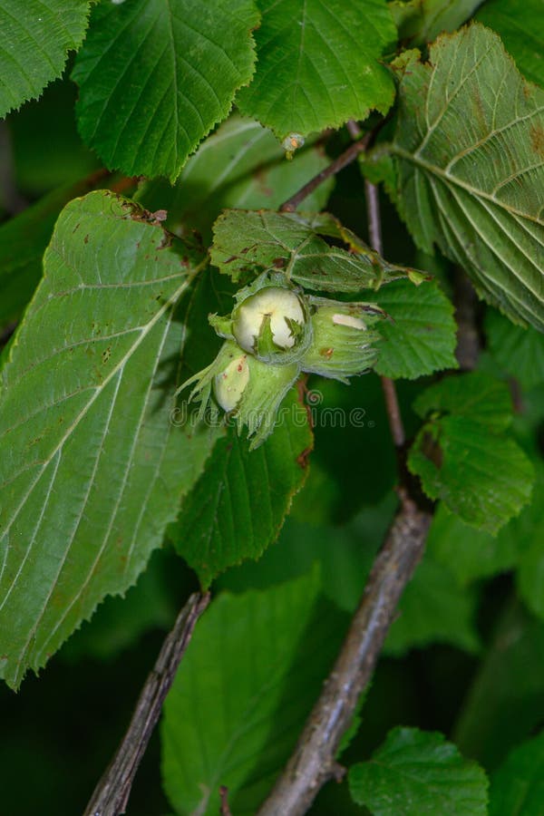 Young Hazelnuts, Green Hazelnuts, Grow on a Tree Young Hazelnuts ...