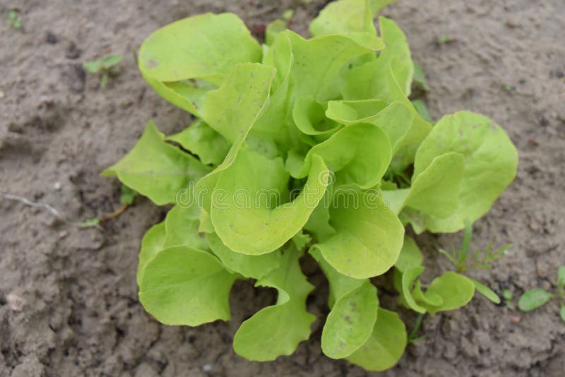A Young Head of Green Lettuce Growing on a Plot of Land in the Ground ...