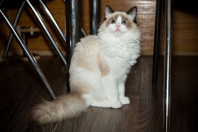Young Beautiful Purebred Ragdoll Cat at Home Stock Image - Image of ...
