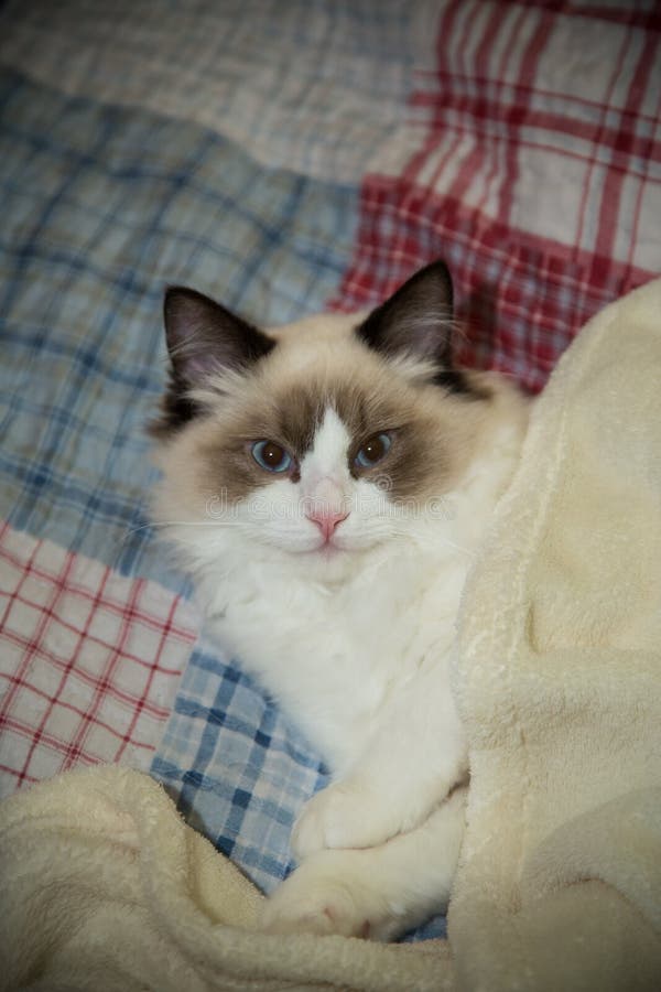 Young Beautiful Purebred Ragdoll Cat at Home Stock Image - Image of ...