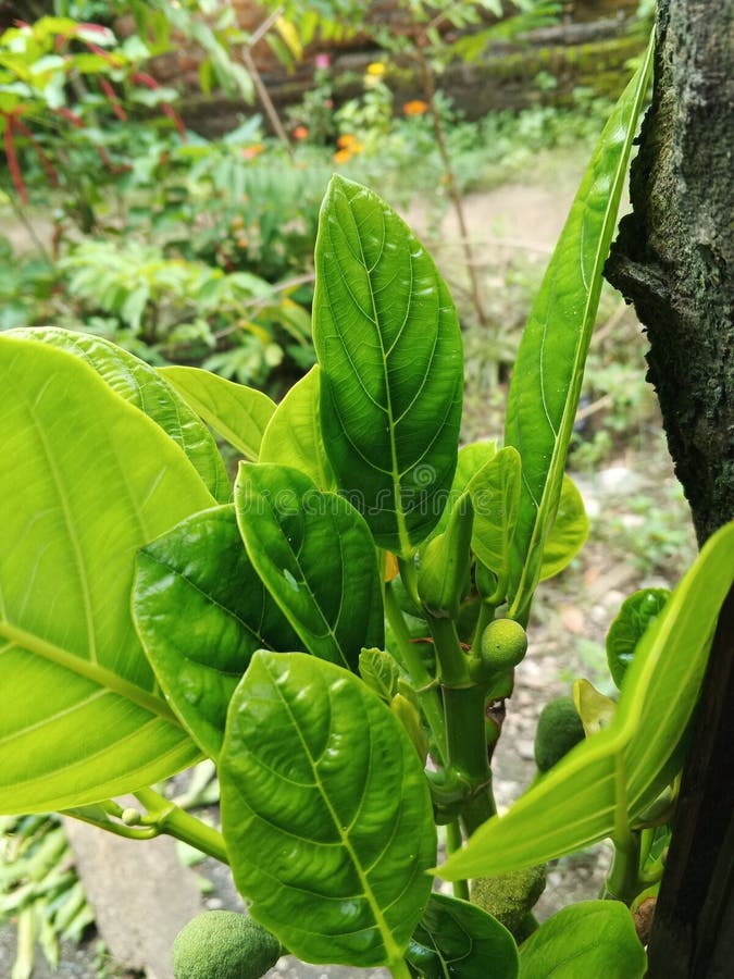 Young and Healthy Leaves and Flowers of the Jackfruit Tree Stock Image ...