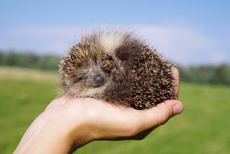 Young Hedgehog in Female Hands Stock Image - Image of gift, nature ...