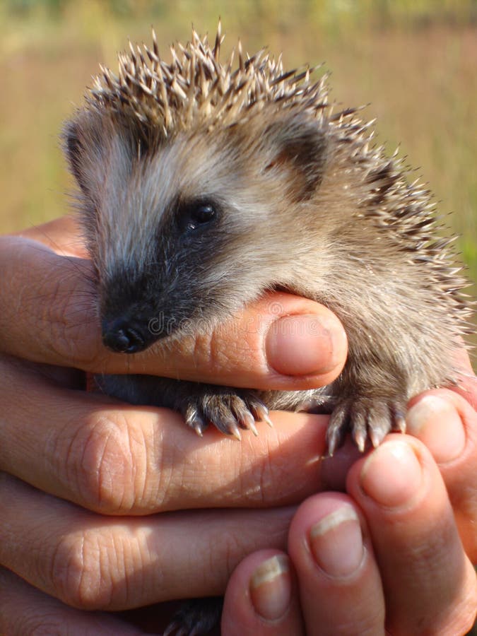 Young hedgehog in hands stock photo. Image of hands - 210292306