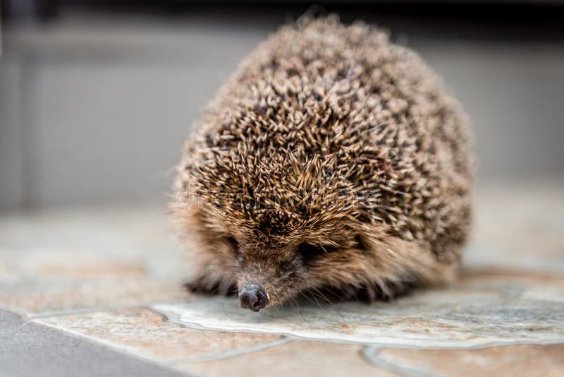 Young Hedgehog in Natural Habitat Stock Image - Image of outdoors ...