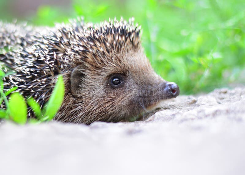 Young Hedgehog in Natural Habitat Stock Photo - Image of rodent, fast ...