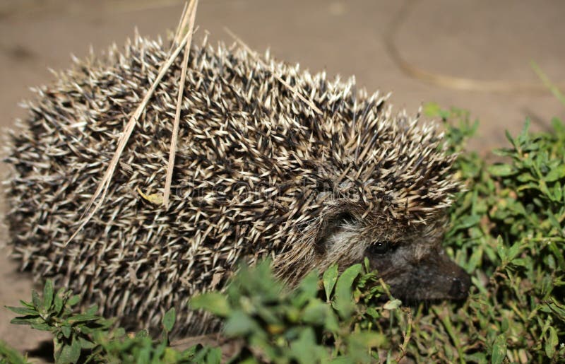 Wild hedgehog stock image. Image of prickle, needle - 102195639
