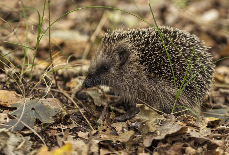 Hedgehog, Wild Flowers and Ripe Strawberry Stock Image - Image of pets ...