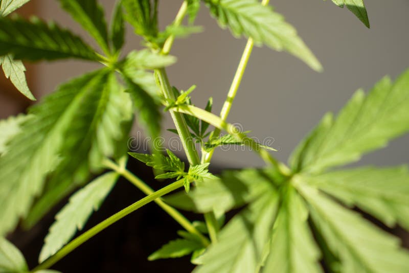 Young Hemp Varieties Big Devil 2 in Pot Grows Home Photo 8 Stock Photo - Image of harvest ...