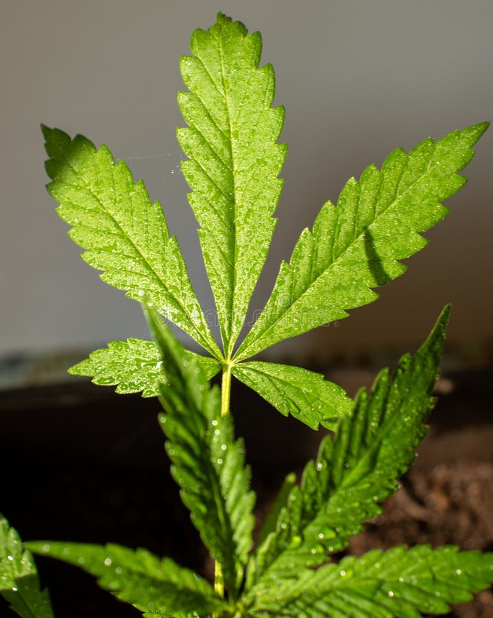 Young Hemp Varieties Big Devil 2 in Pot Grows Home Photo 19 Stock Image - Image of green ...