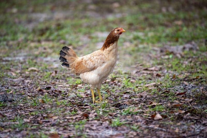 Young Hen on the Farm Searching for Food Stock Image - Image of hunting ...