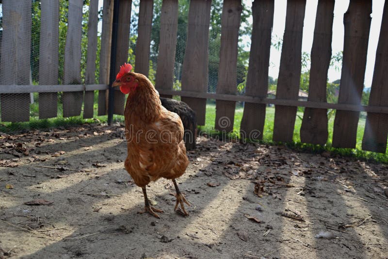 Young Hen Standing on a Rural Farm Yard Stock Photo - Image of feed ...
