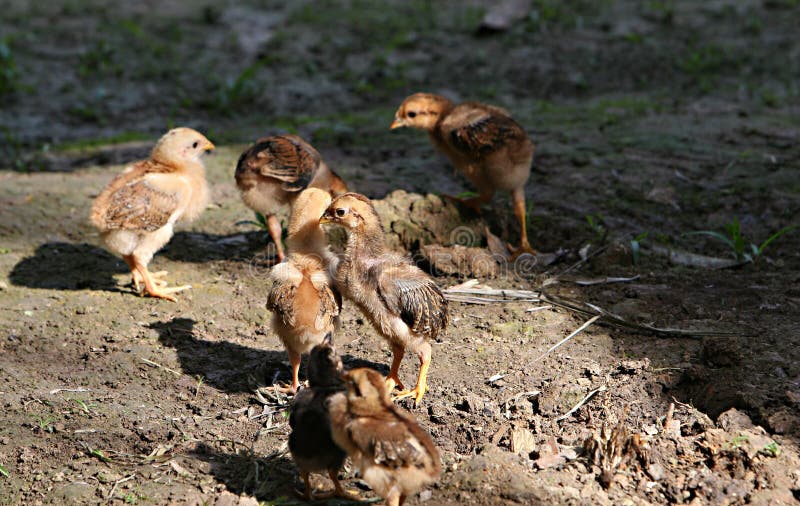 Young Hens stock image. Image of farm, nature, chicken - 39006159