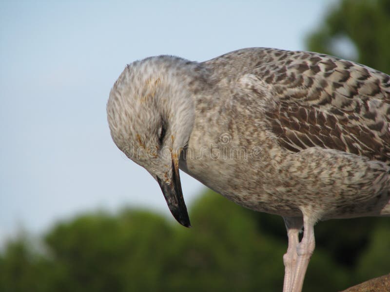 Young Herring Seagull Bowing Respectfully Macro Stock Photos - Free ...