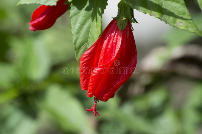 A Young Hibiscus Flower (Hibiscus Sabdariffa) Stock Image - Image of ...