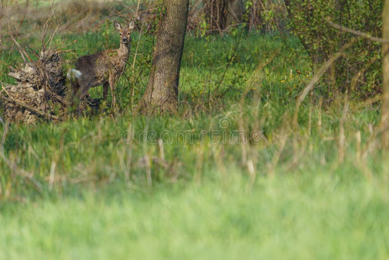 Young Hidden Deer Grazing on Juicy Green Grass Stock Photo - Image of ...