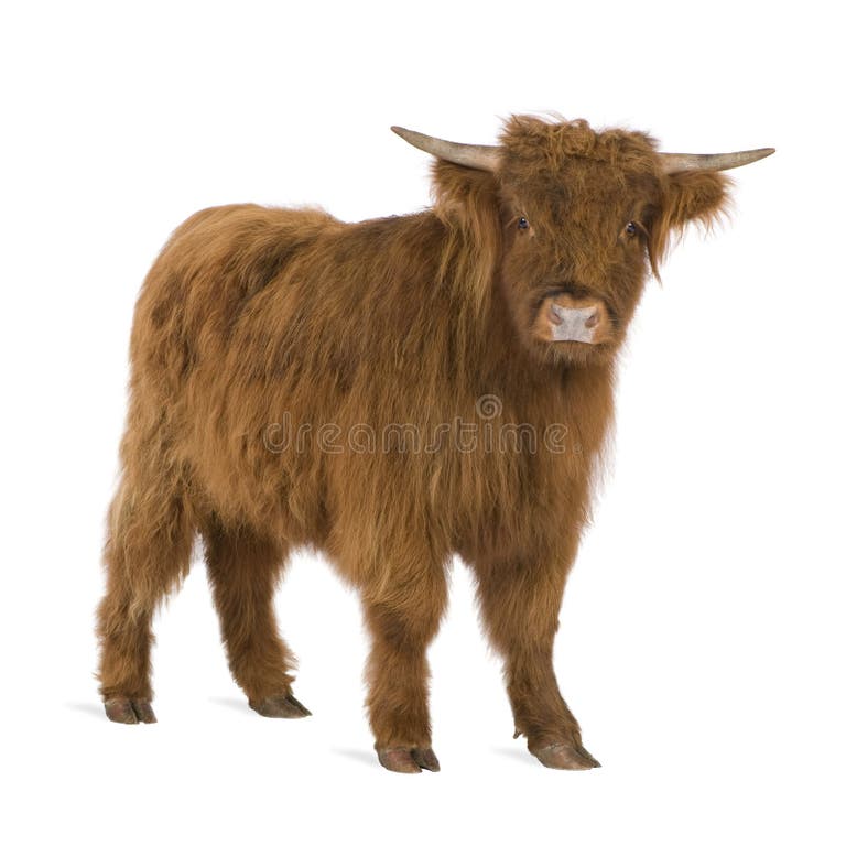 15,294 Highland Cow Plaque Stock Photos - Free & Royalty-Free Stock ...