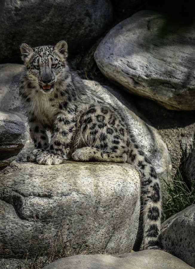 Snow Leopard Cub Face stock image. Image of eyes, captive - 104946609