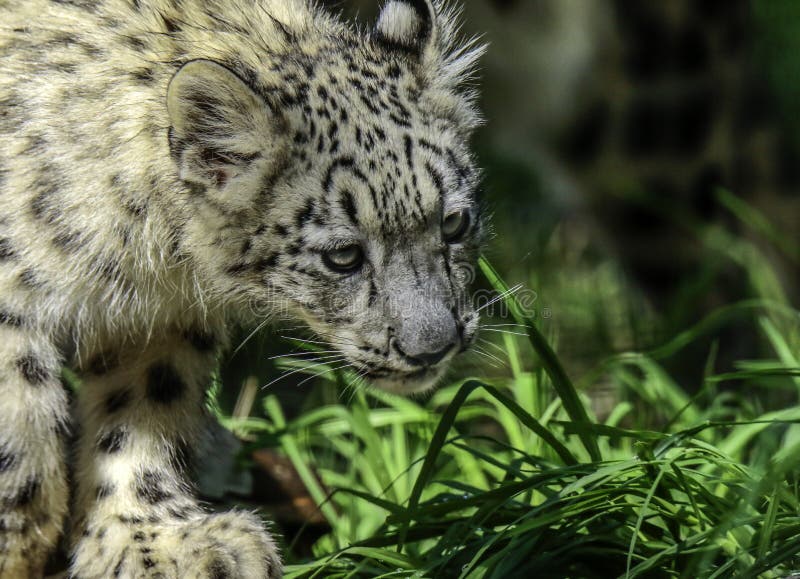 232 Snow Leopard Cub Face Stock Photos - Free & Royalty-Free Stock ...