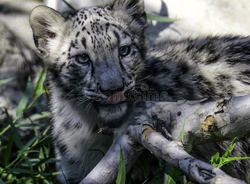 232 Snow Leopard Cub Face Stock Photos - Free & Royalty-Free Stock ...