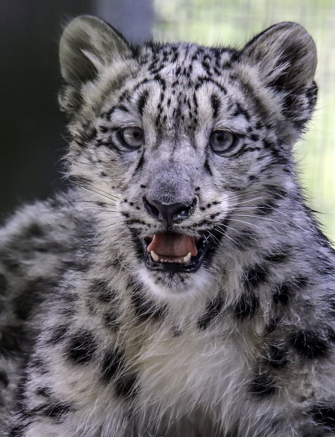 Snow Leopard Cub stock photo. Image of buckskinman, endangered - 104947930