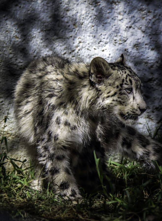 232 Snow Leopard Cub Face Stock Photos - Free & Royalty-Free Stock ...