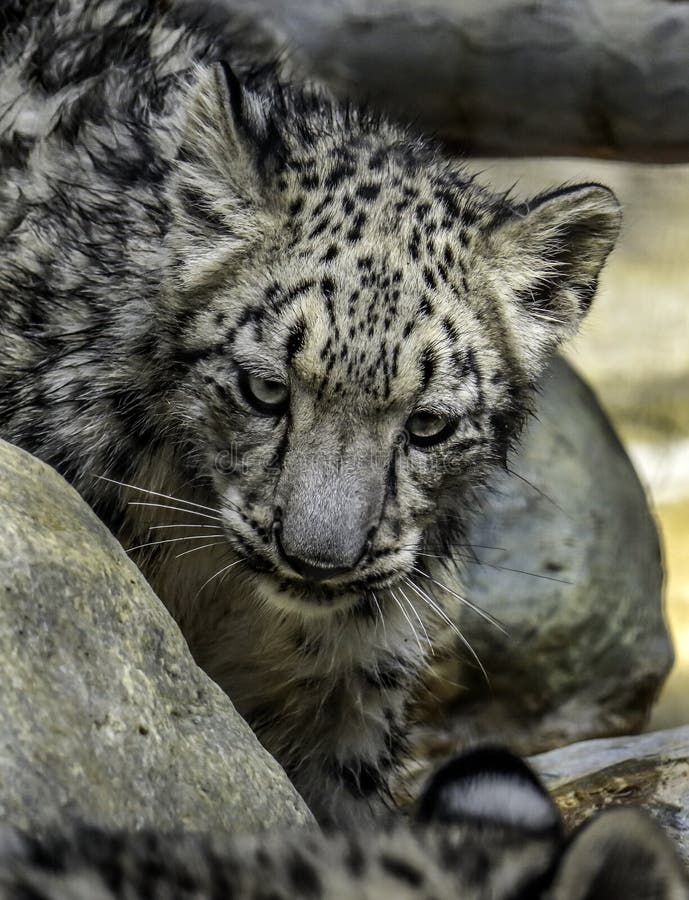 232 Snow Leopard Cub Face Stock Photos - Free & Royalty-Free Stock ...