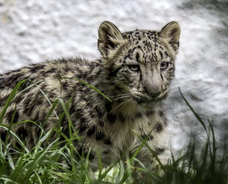 232 Snow Leopard Cub Face Stock Photos - Free & Royalty-Free Stock ...