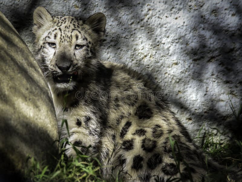 232 Snow Leopard Cub Face Stock Photos - Free & Royalty-Free Stock ...