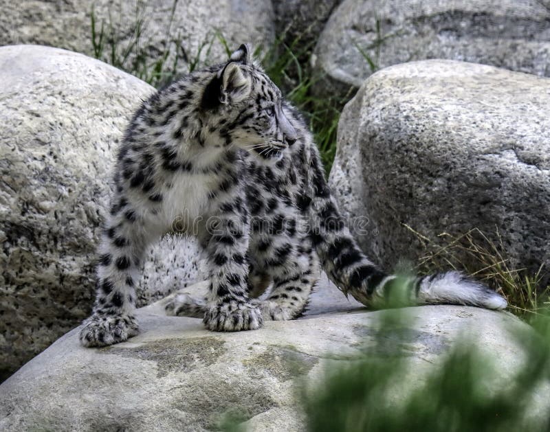 Snow Leopard Cub Face stock photo. Image of grown, eating - 104946822