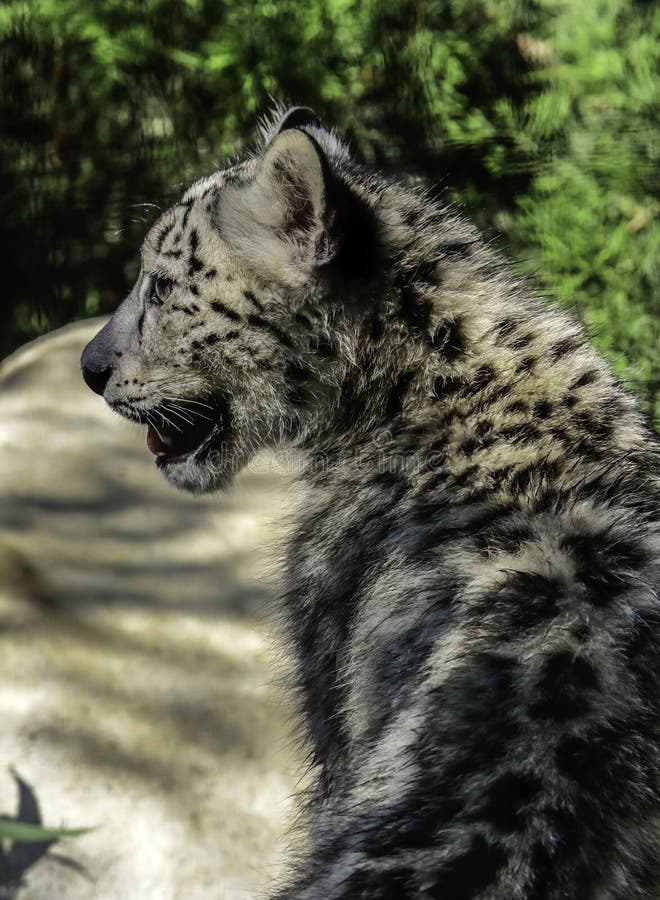 232 Snow Leopard Cub Face Stock Photos - Free & Royalty-Free Stock ...