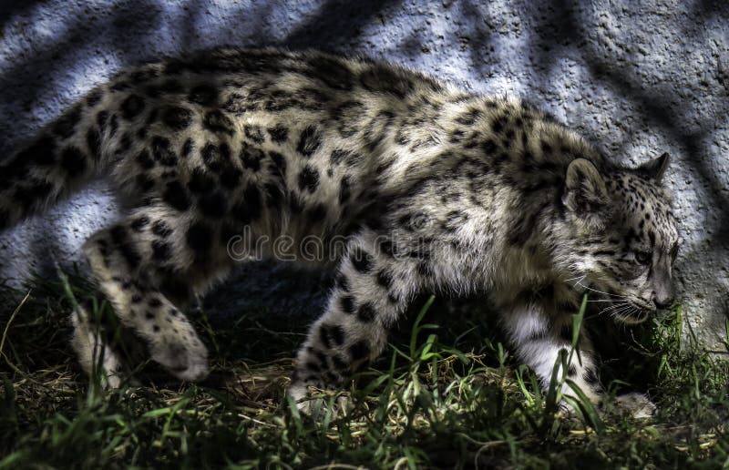 168 Snow Leopard Shadow Stock Photos - Free & Royalty-Free Stock Photos ...