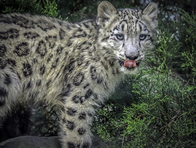 Snow Leopard Cub stock image. Image of hymilayan, carnivore - 104947645
