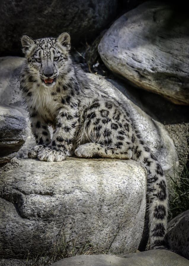 Snow Leopard Cub stock image. Image of furry, cats, close - 104947663