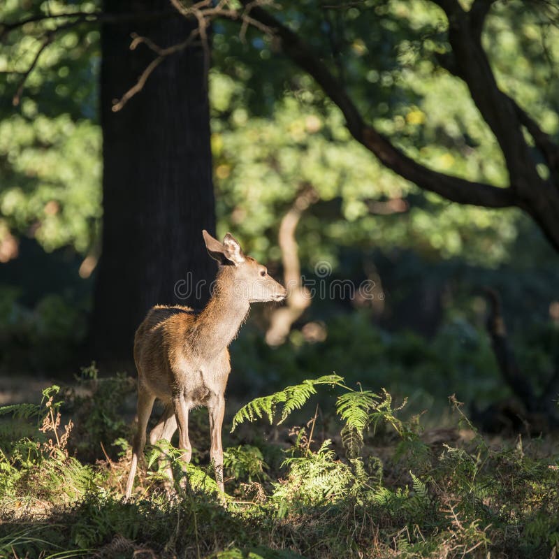 Young Hind Doe Red Deer in Autumn Fall Forest Landscape Image Stock ...