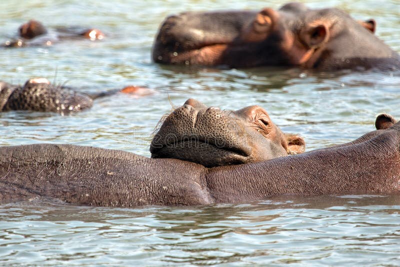 Young hippo having rest stock image. Image of saint, hippo - 64788515