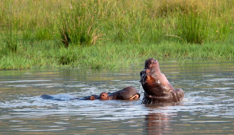 Young hippo playing stock image. Image of hippo, mouth - 24108747