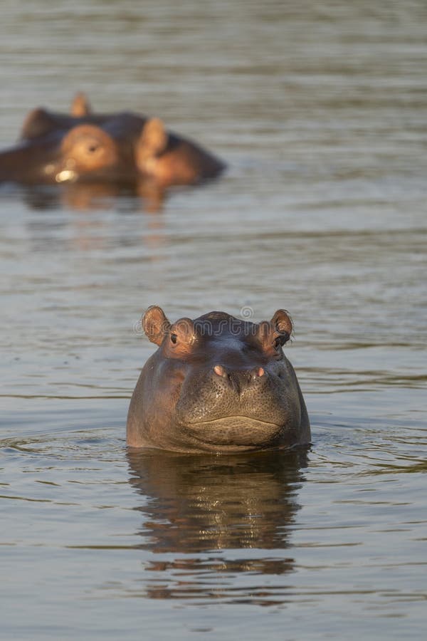 A Young Hippo Stretching Its Head Out the Water for a Better Look ...