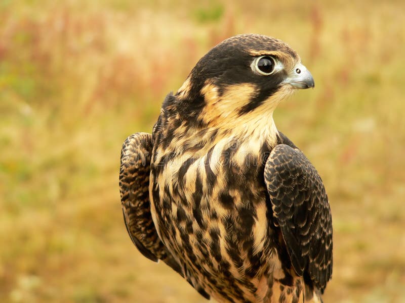 Young hobby falcon stock image. Image of nature, falcon - 12468171