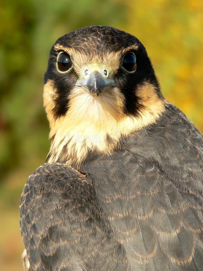 2,640 Hobby Falcon Stock Photos - Free & Royalty-Free Stock Photos from ...