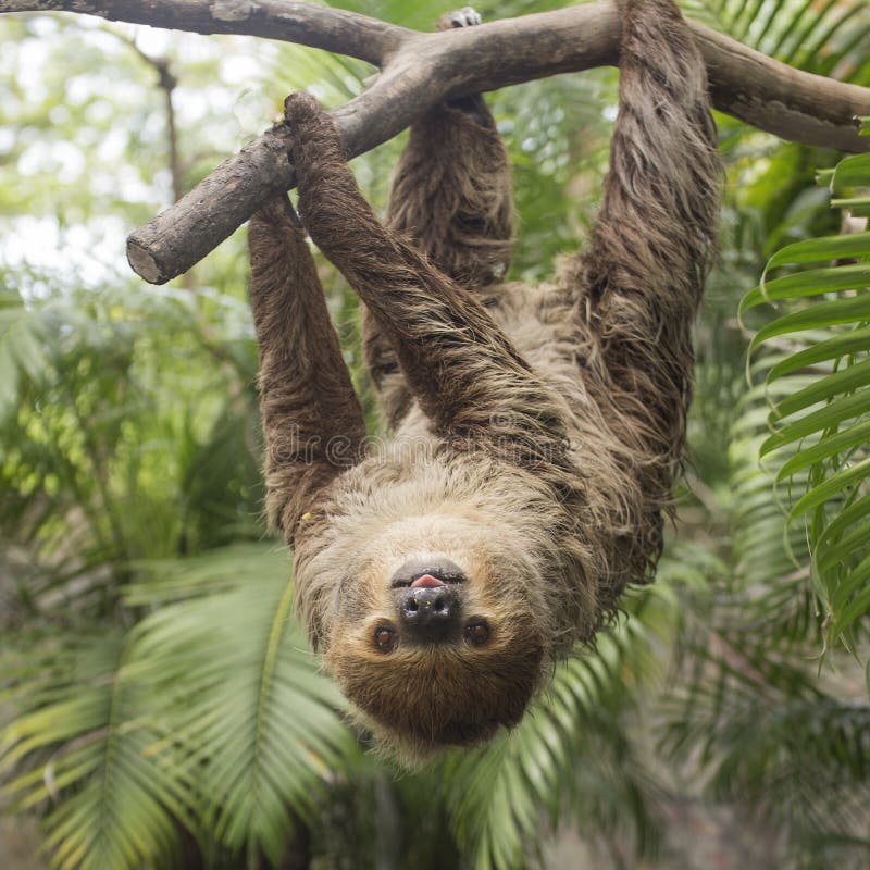 Young Hoffmann's Two-toed Sloth Eating Cucumber Stock Image - Image of ...