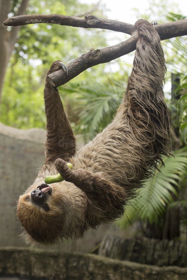 Young 3 Toed Sloth in Its Natural Habitat. Amazon River, Peru Stock ...