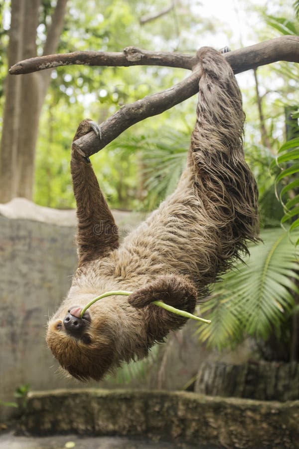 Young Hoffmann S Two-toed Sloth Eating Lentils Stock Photo - Image of ...