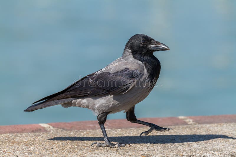 Walking crow stock image. Image of funny, walk, animals - 42158045