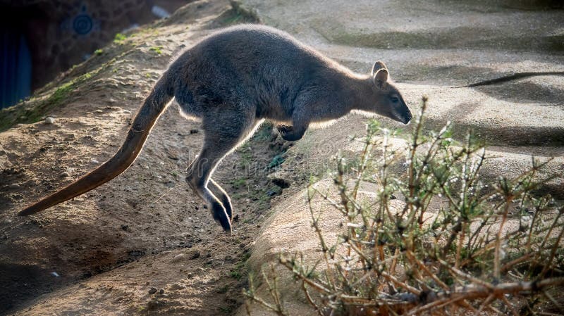 Young Hopping Australian Wallaby in the Zoo Stock Image - Image of ...